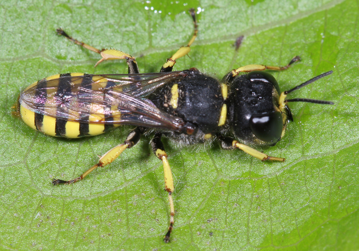 BWARS | Bees, Wasps & Ants Recording Society